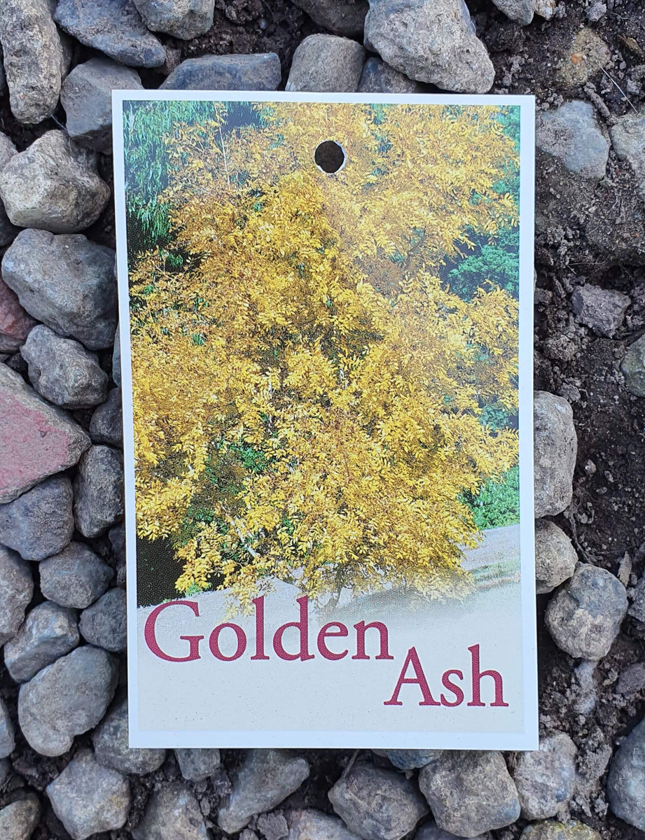 Golden Ash | River Road Nursery | Canberra