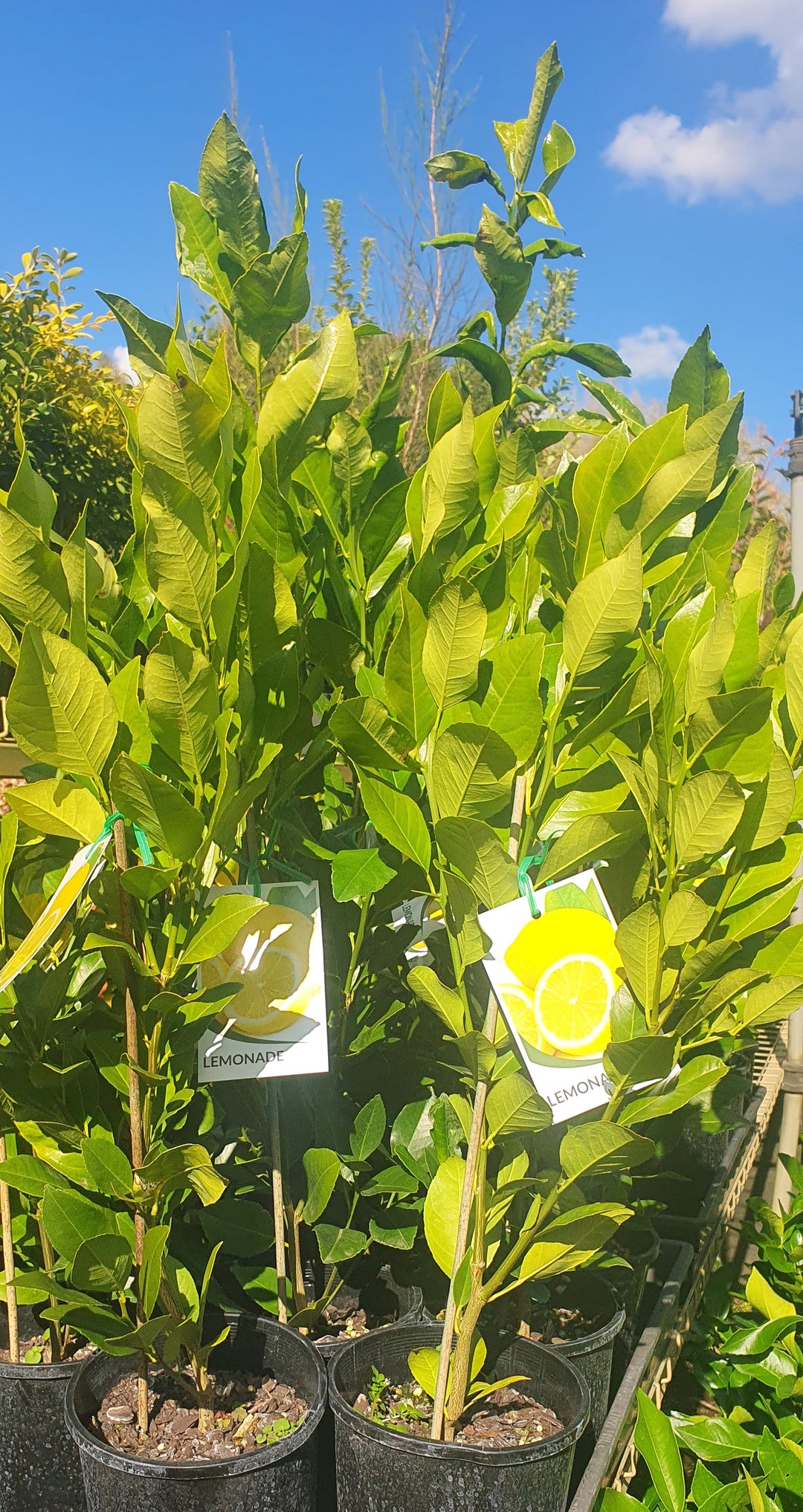 Lemonade Tree | River Road Nursery | Canberra