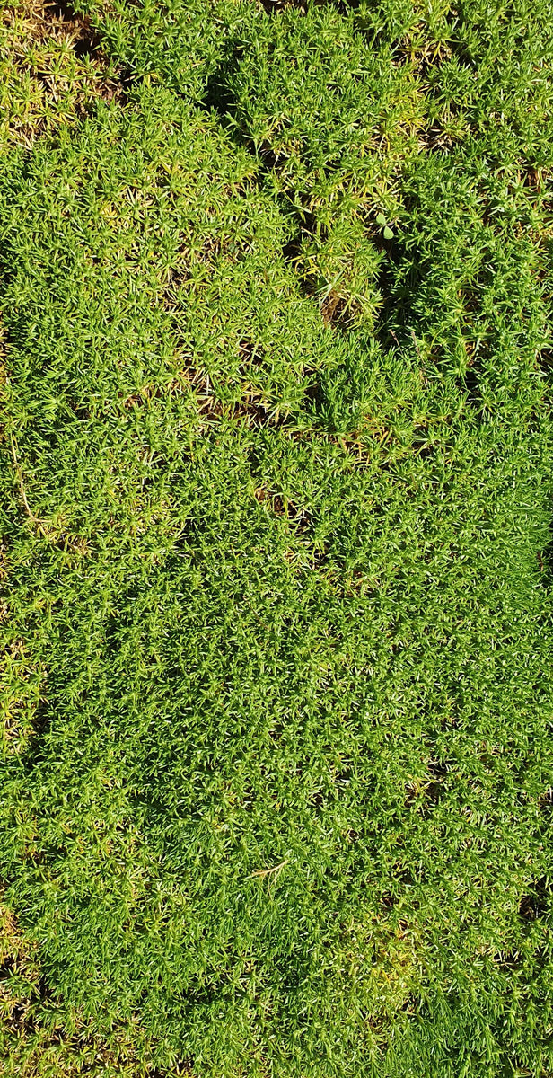 Scleranthus biflorus | River Road Nursery | Canberra