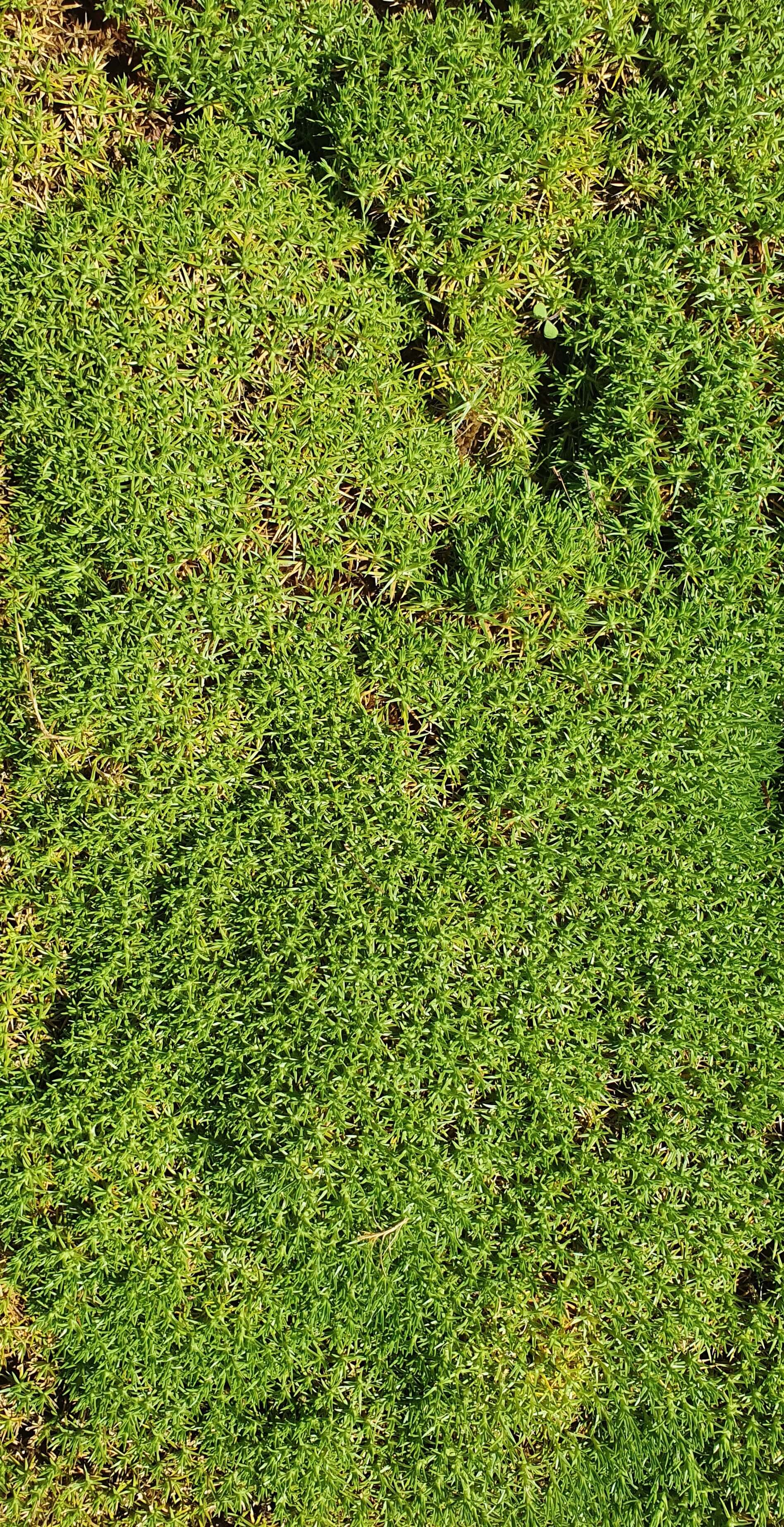 Scleranthus biflorus | River Road Nursery | Canberra