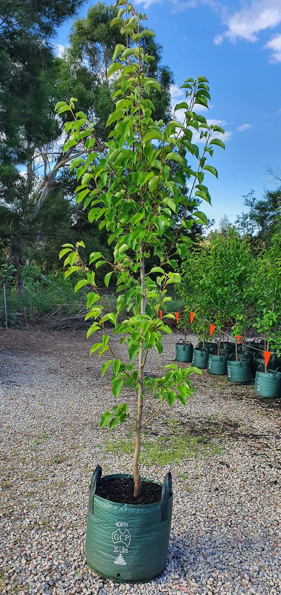 Cleveland Select ~ Pyrus calleryana | River Road Nursery | Canberra