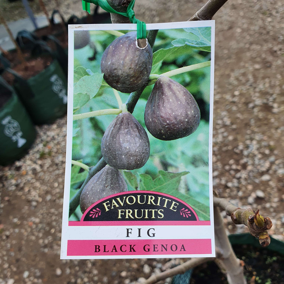 FIG Black Genoa | River Road Nursery | Canberra