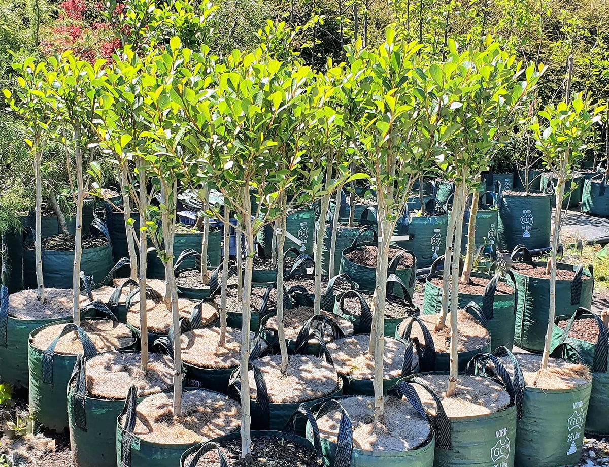 Populus simonii | River Road Nursery | Canberra