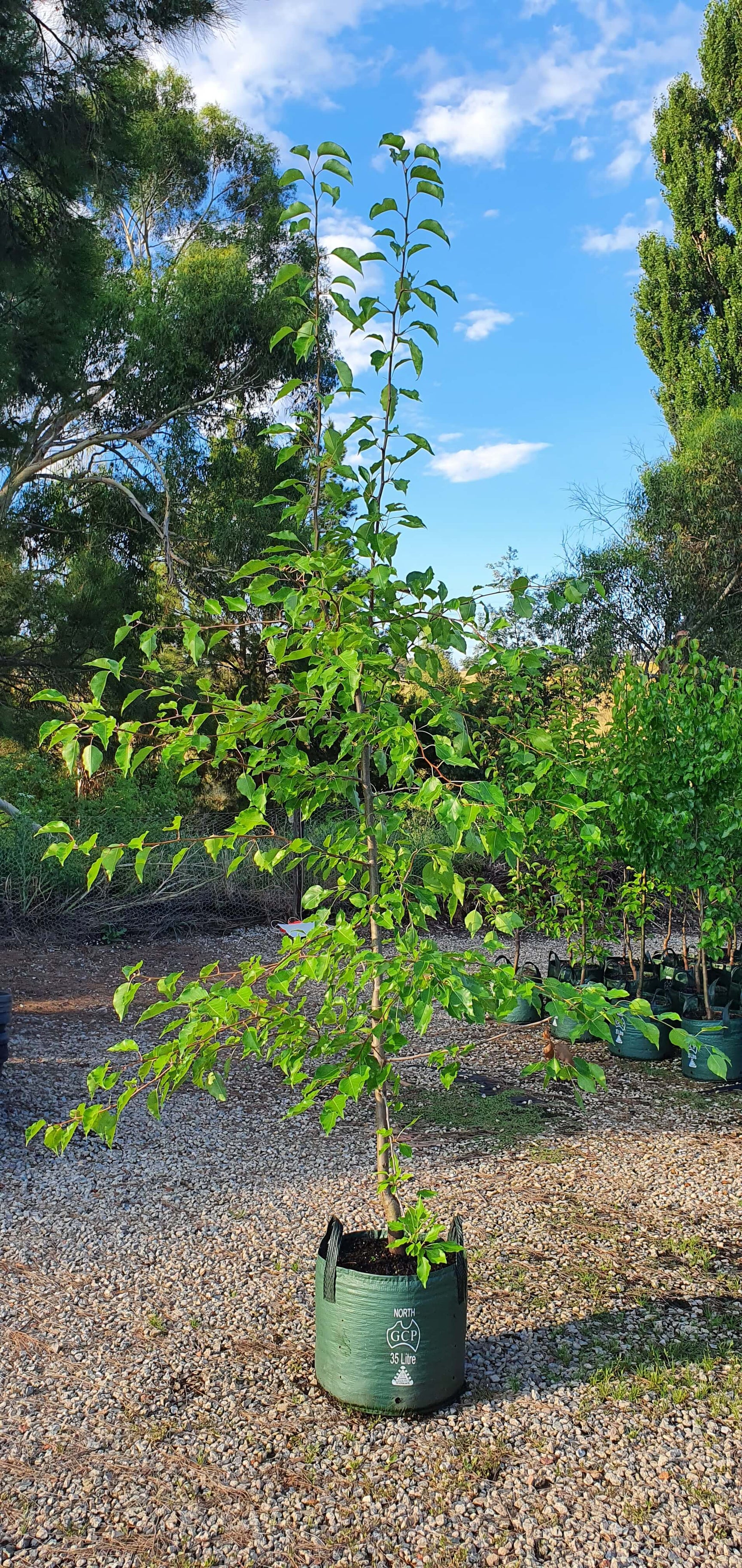 Manchurian Pear ~ Pyrus ussuriensis | River Road Nursery | Canberra