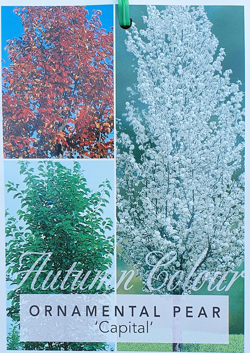 Capital Pear ~ Pyrus calleryana | River Road Nursery | Canberra